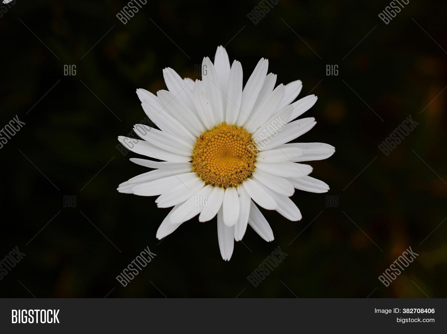 Single White Daisy Image & Photo (Free Trial) | Bigstock