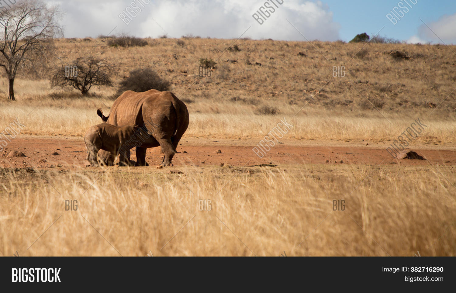 Rhino Baby Drinking Image & Photo (Free Trial) | Bigstock