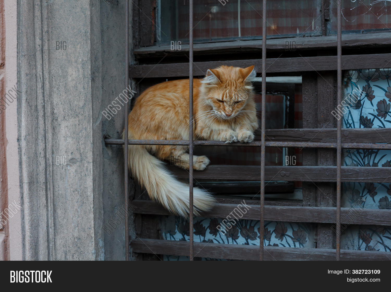 Sad Fluffy Red Cat Image & Photo (Free Trial) | Bigstock