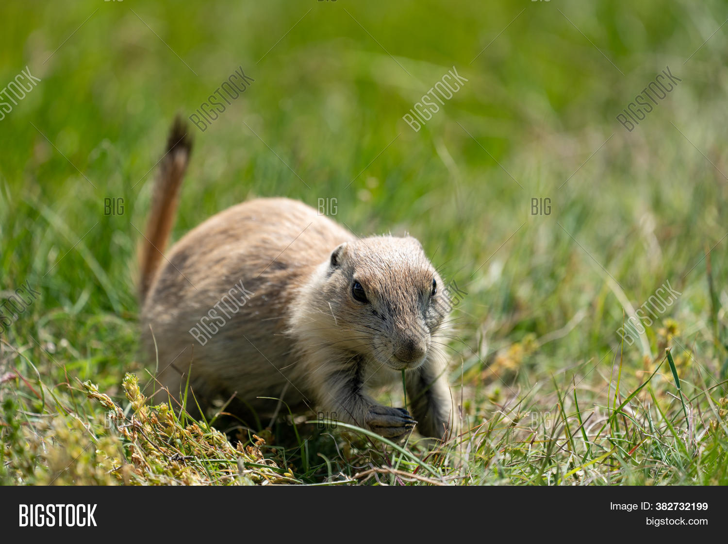 Adorable Prairie Dog Image & Photo (Free Trial) | Bigstock