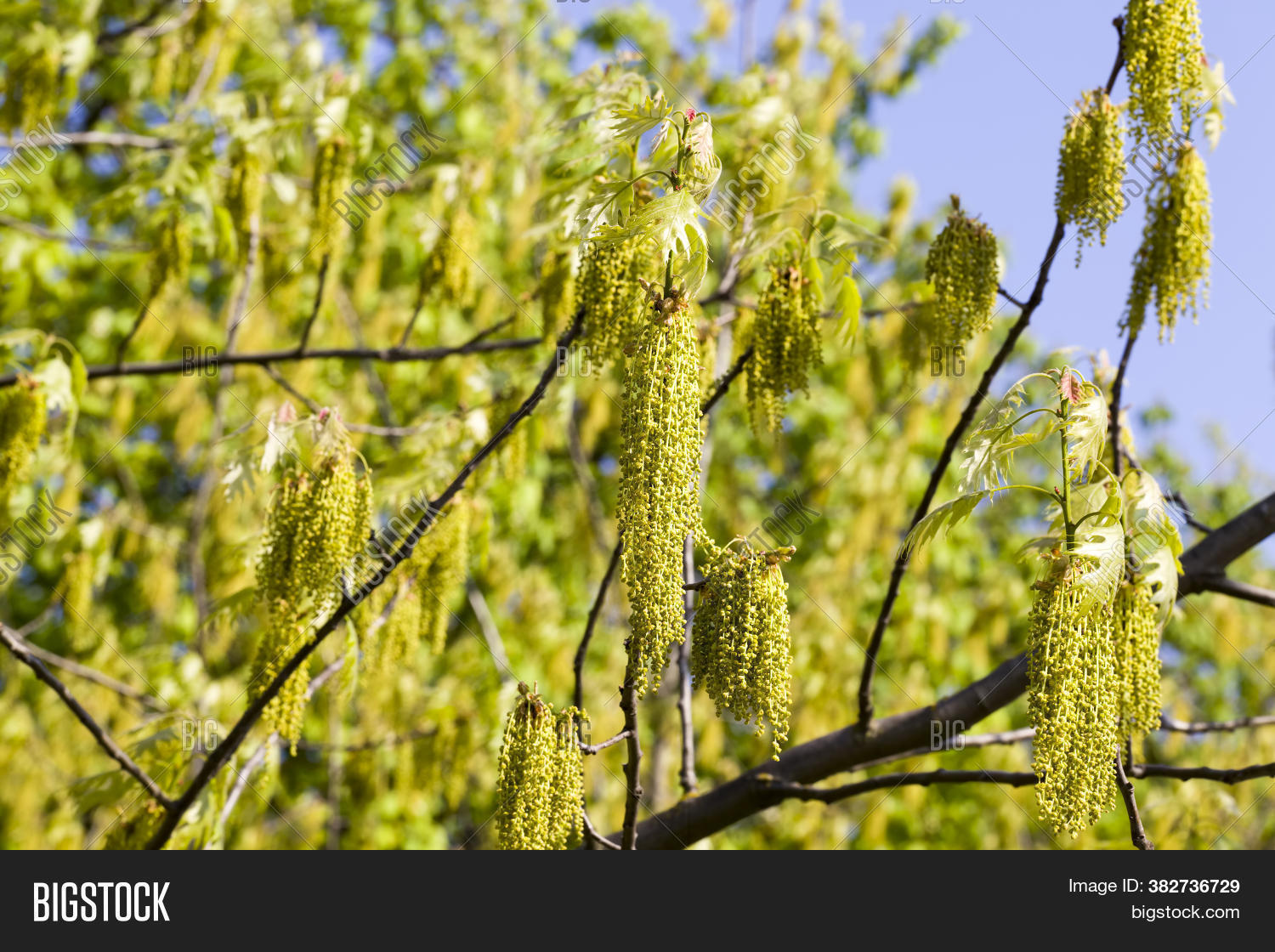 Beautiful Spring Oak Image & Photo (Free Trial) | Bigstock