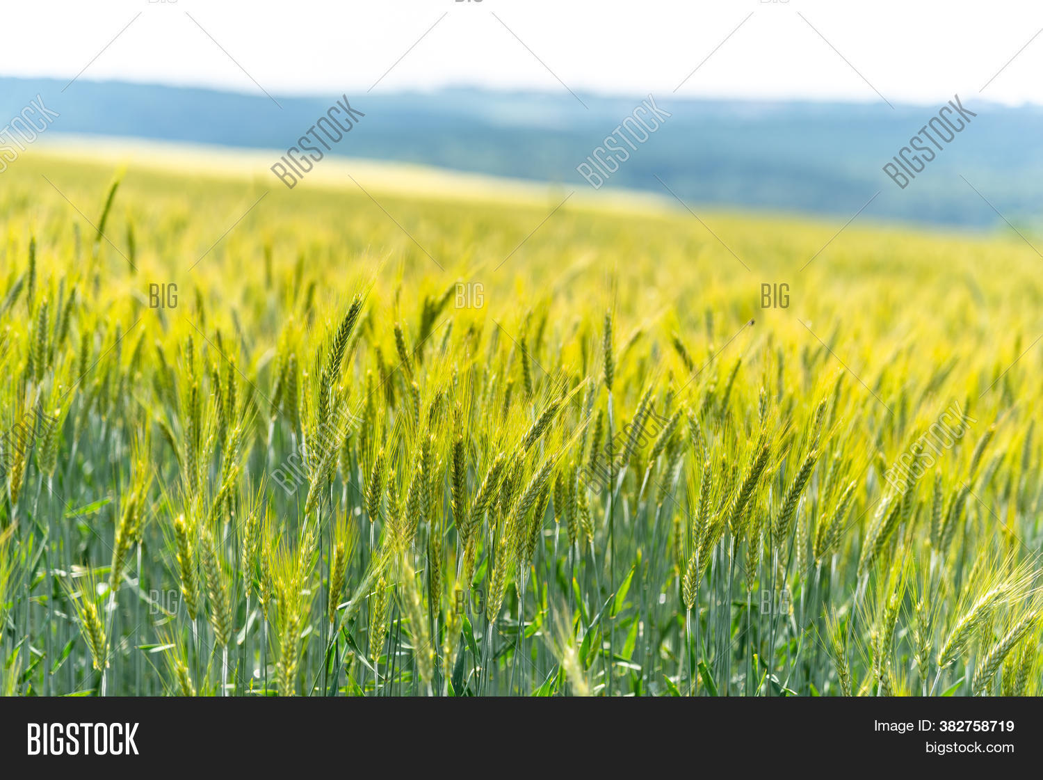 Field Green Grain. Image & Photo (Free Trial) | Bigstock