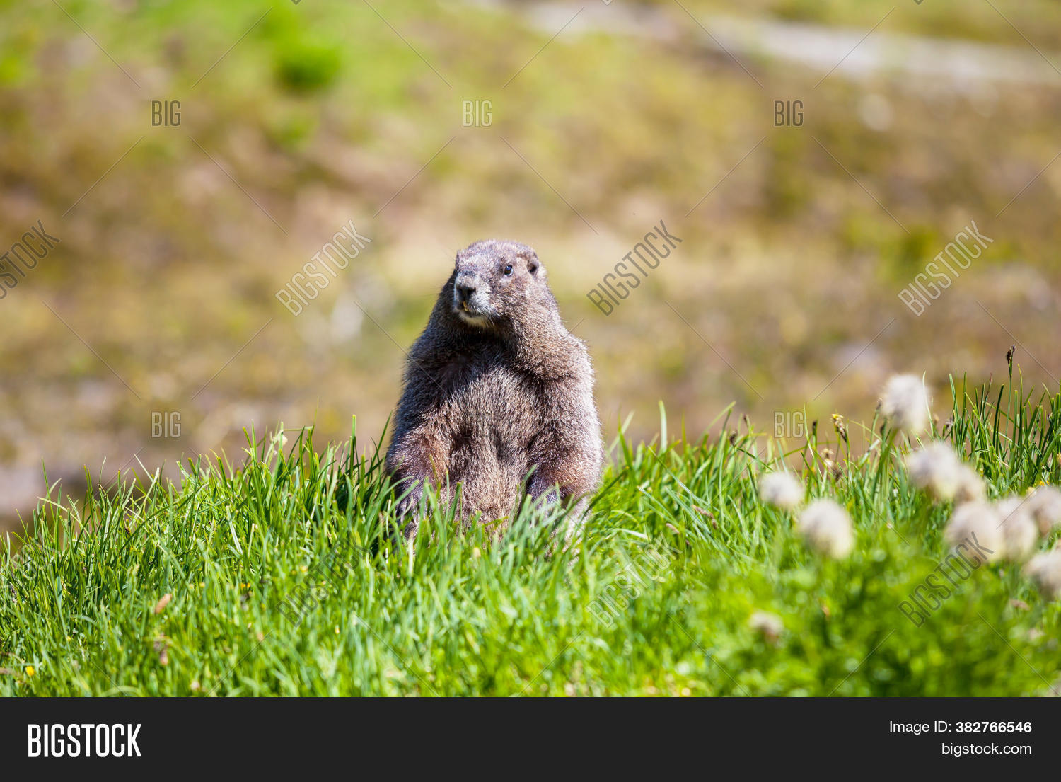 Marmots On Meadow Image & Photo (Free Trial) | Bigstock