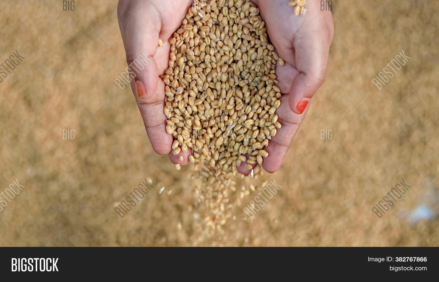 Farmer Holding Grains Image & Photo (Free Trial) | Bigstock