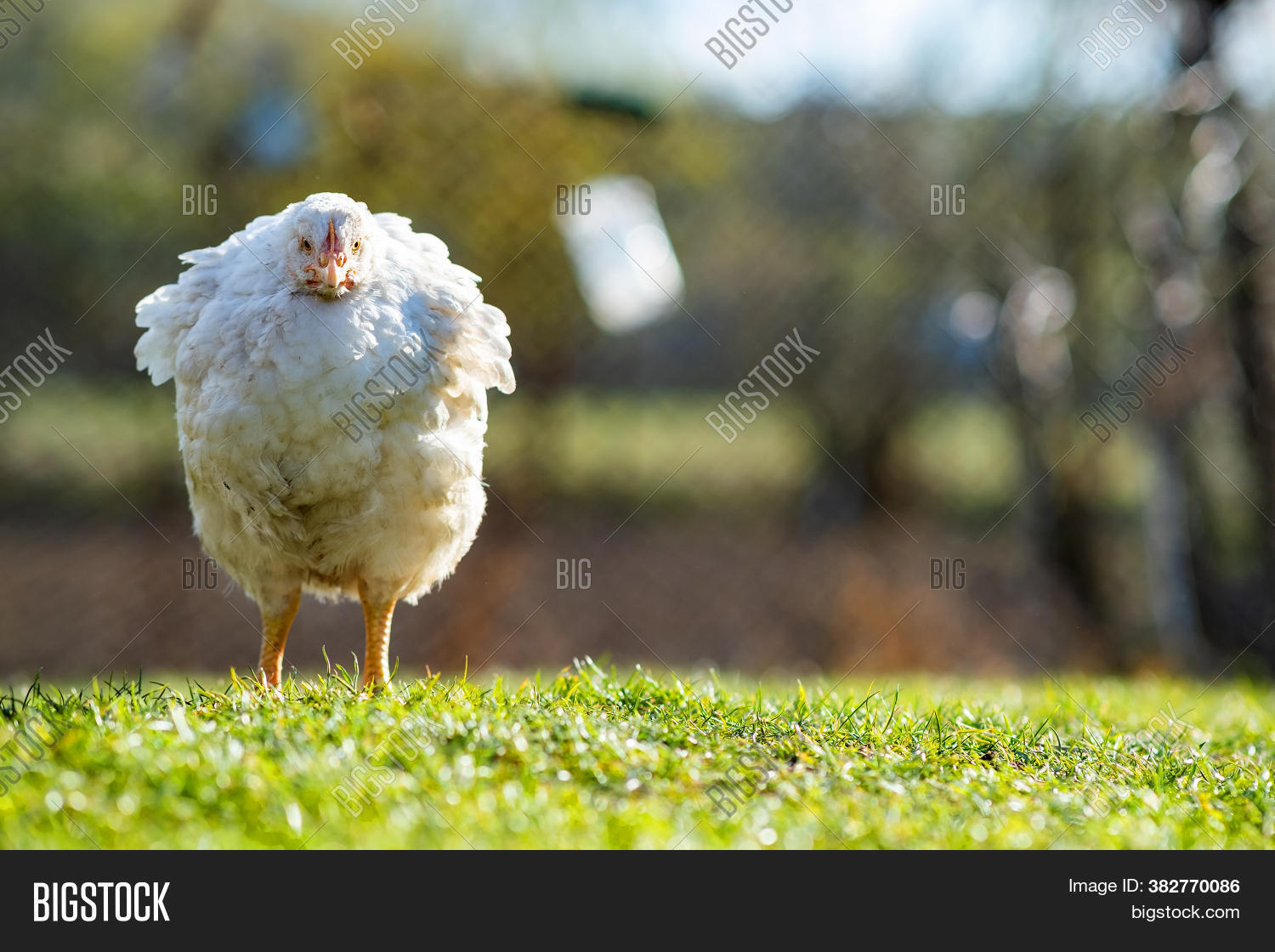Hen Feed On Image & Photo (Free Trial) | Bigstock