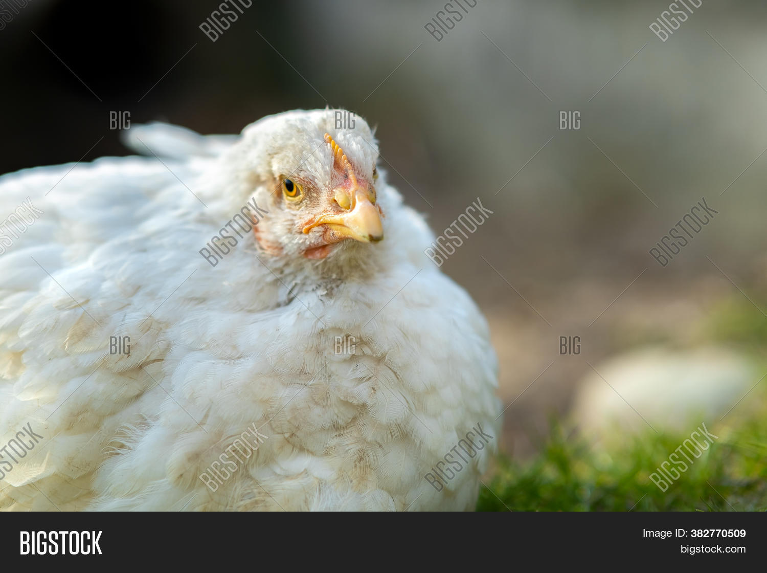 Hen Feed On Image & Photo (Free Trial) | Bigstock