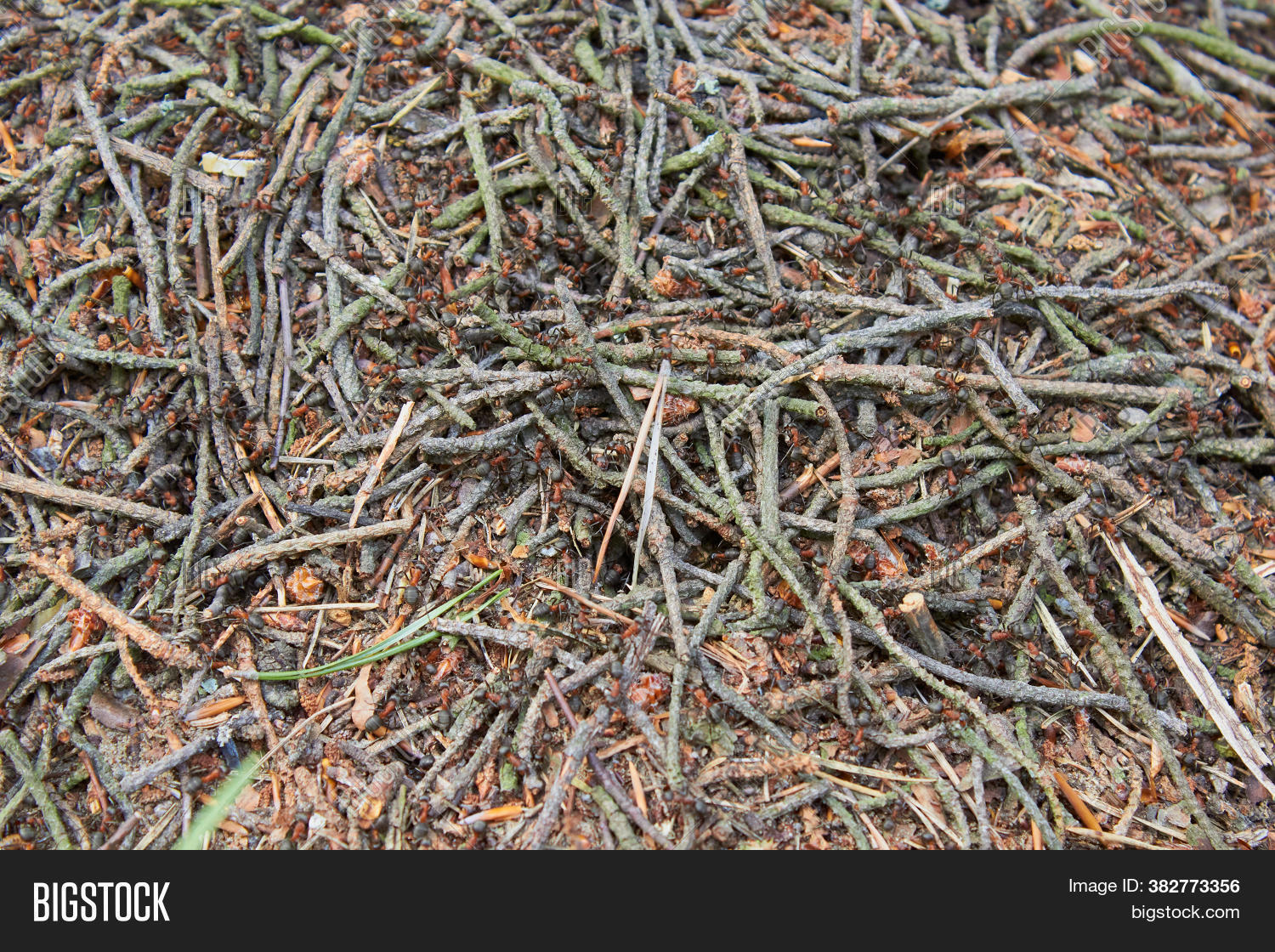 Mound Formica Ants, Image & Photo (Free Trial) | Bigstock