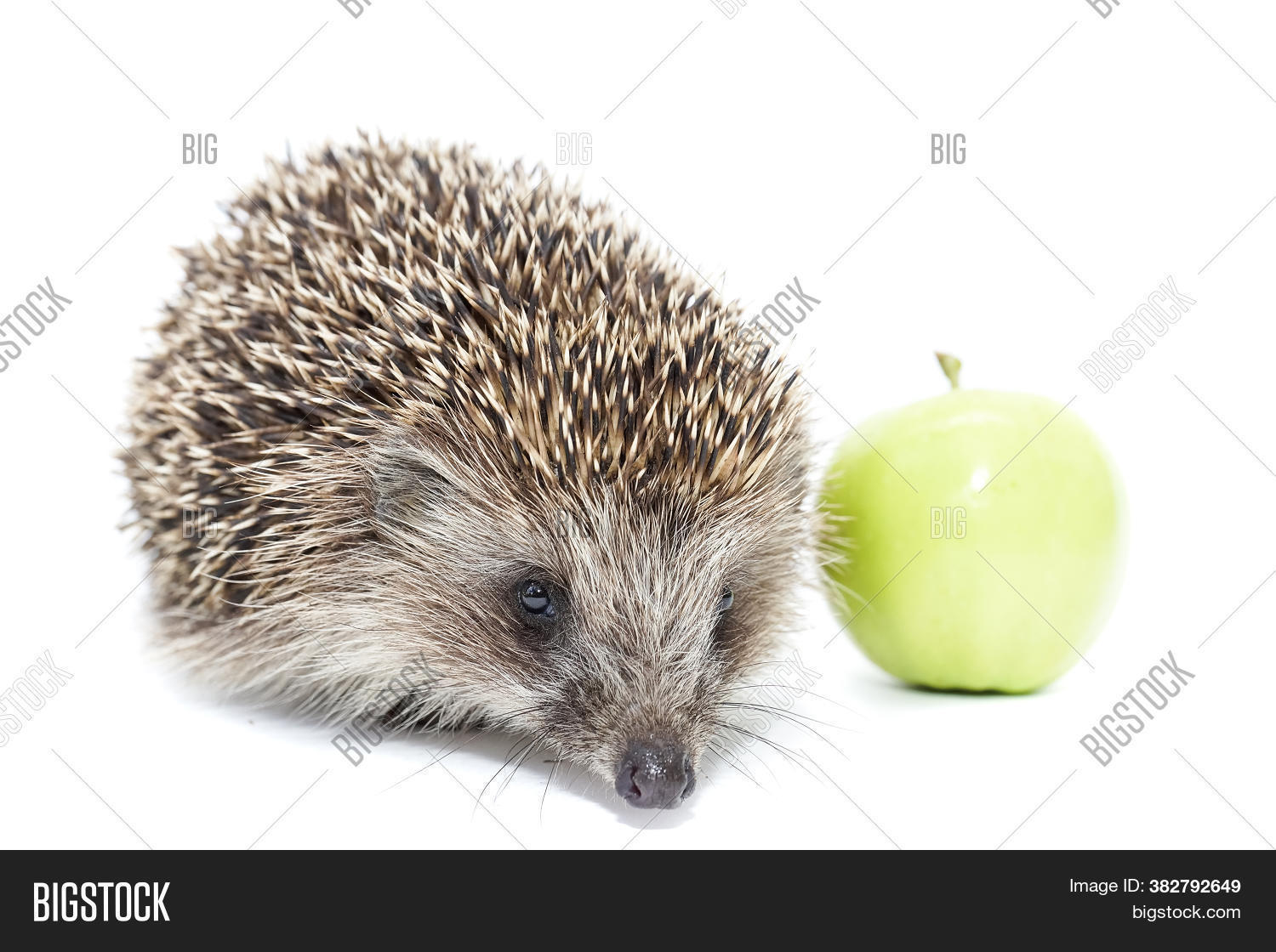 Hedgehog Apple Image & Photo (Free Trial) | Bigstock