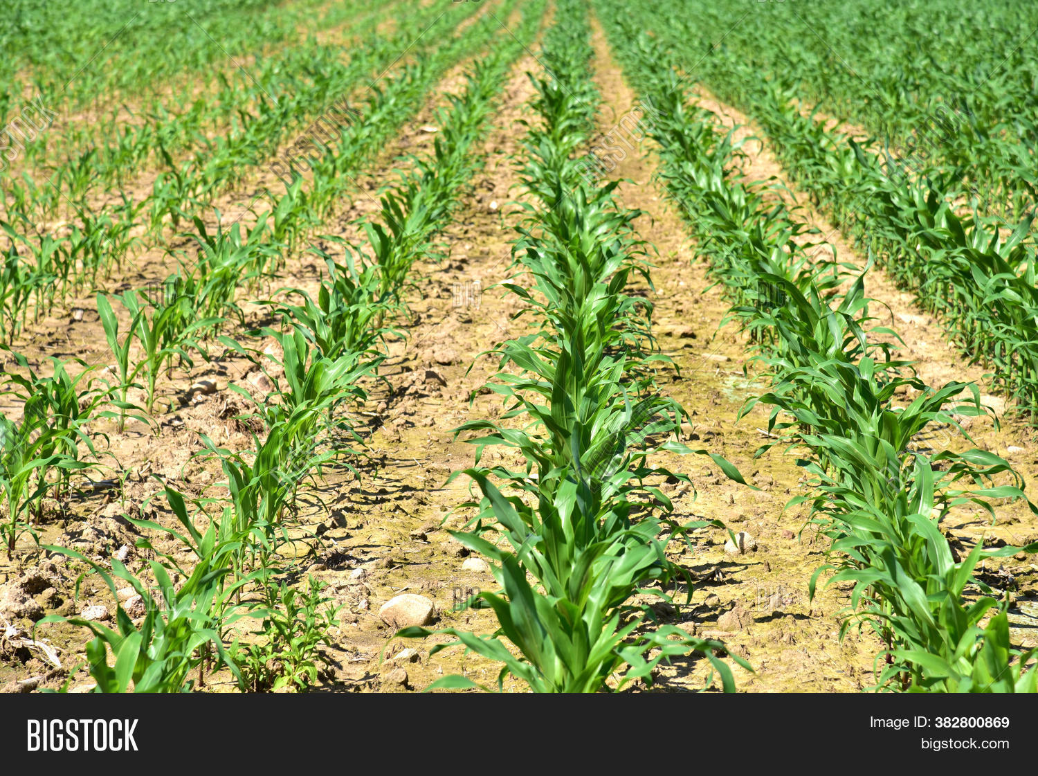 Young Corn Plants Image & Photo (Free Trial) | Bigstock