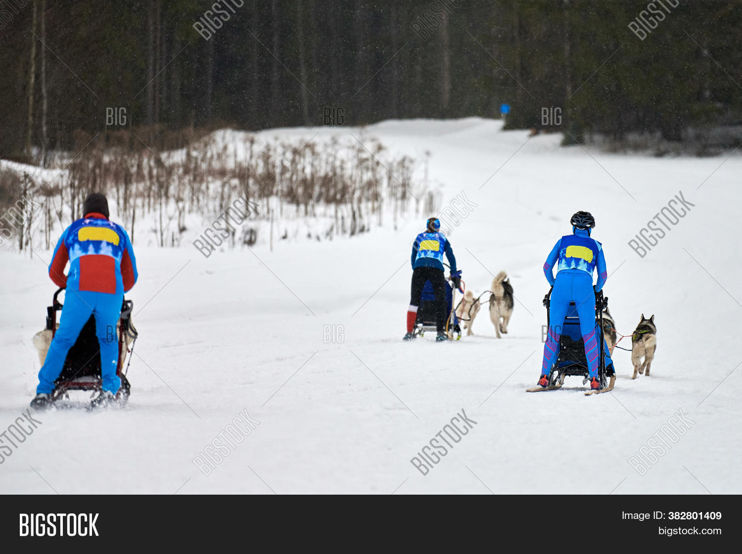 Husky Sled Dog Racing Image & Photo (Free Trial) | Bigstock