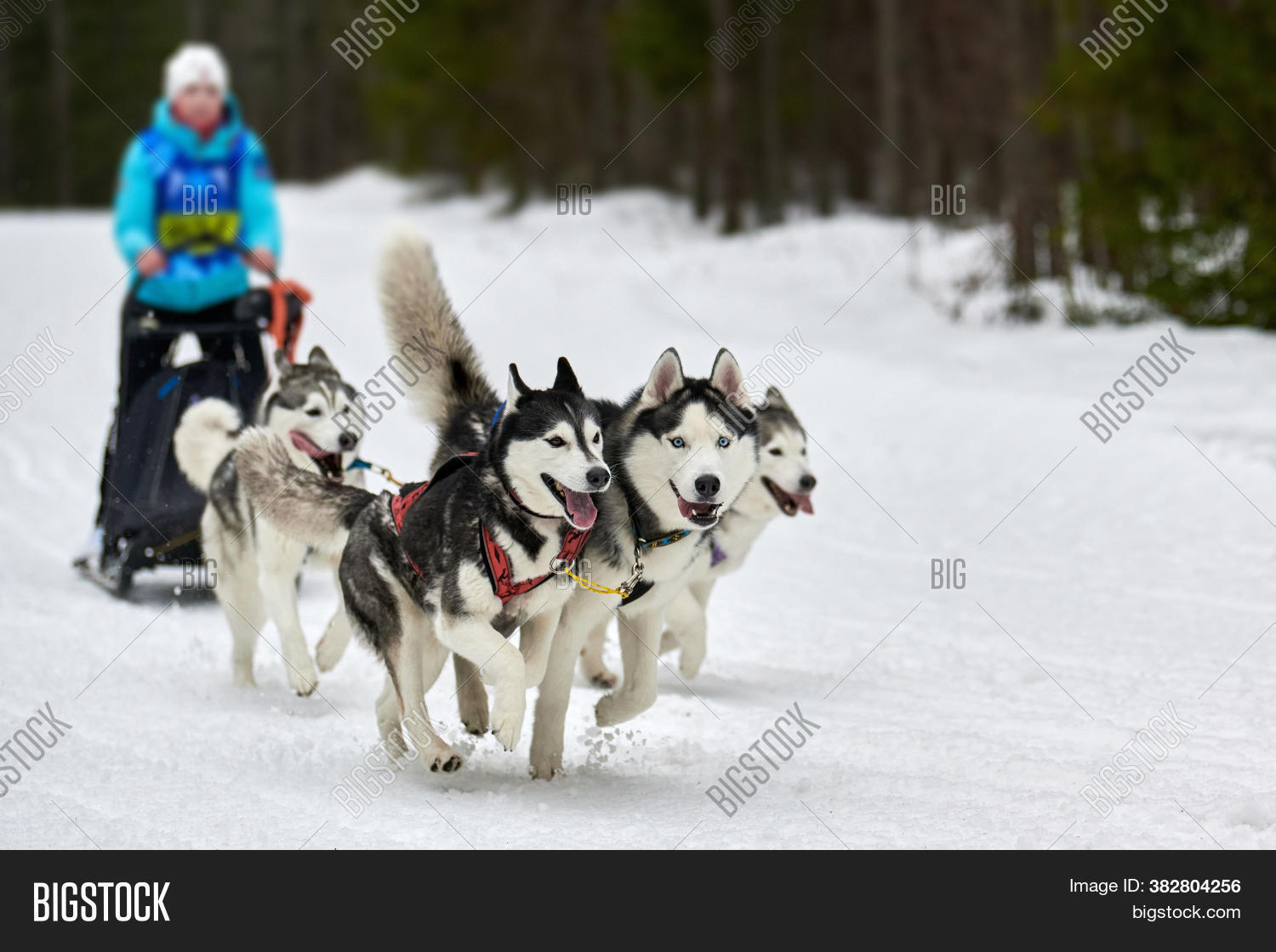 Husky Sled Dog Racing Image & Photo (Free Trial) | Bigstock