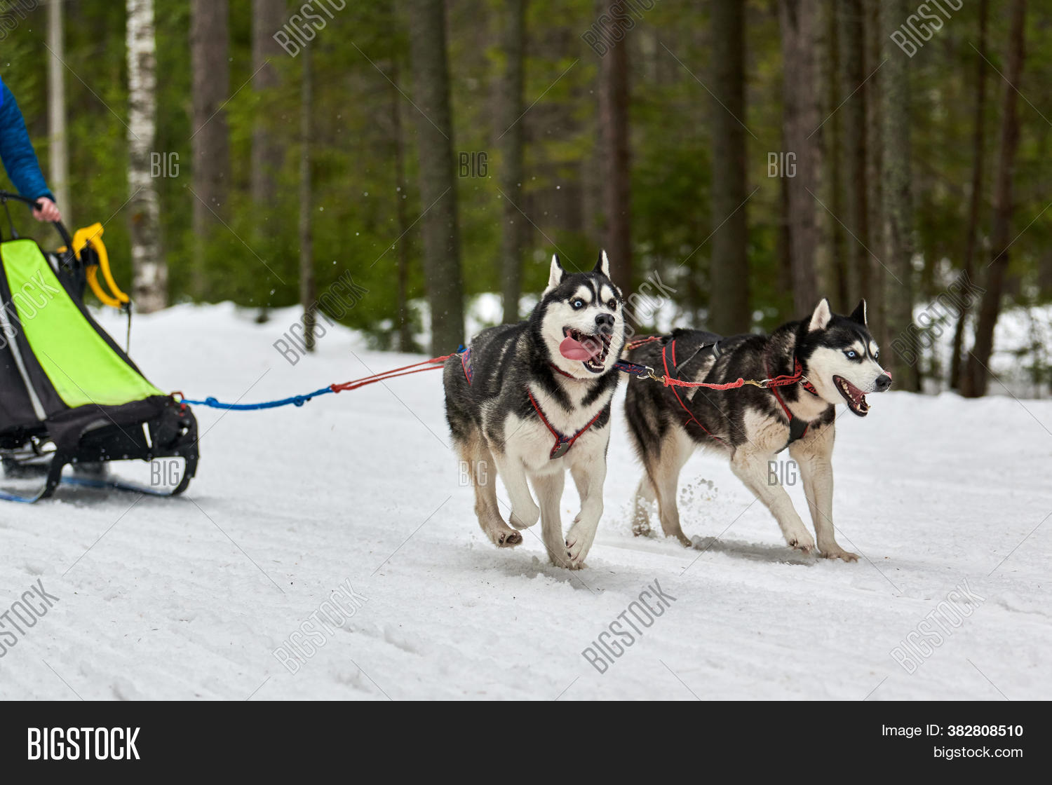 Husky Sled Dog Racing Image & Photo (Free Trial) | Bigstock