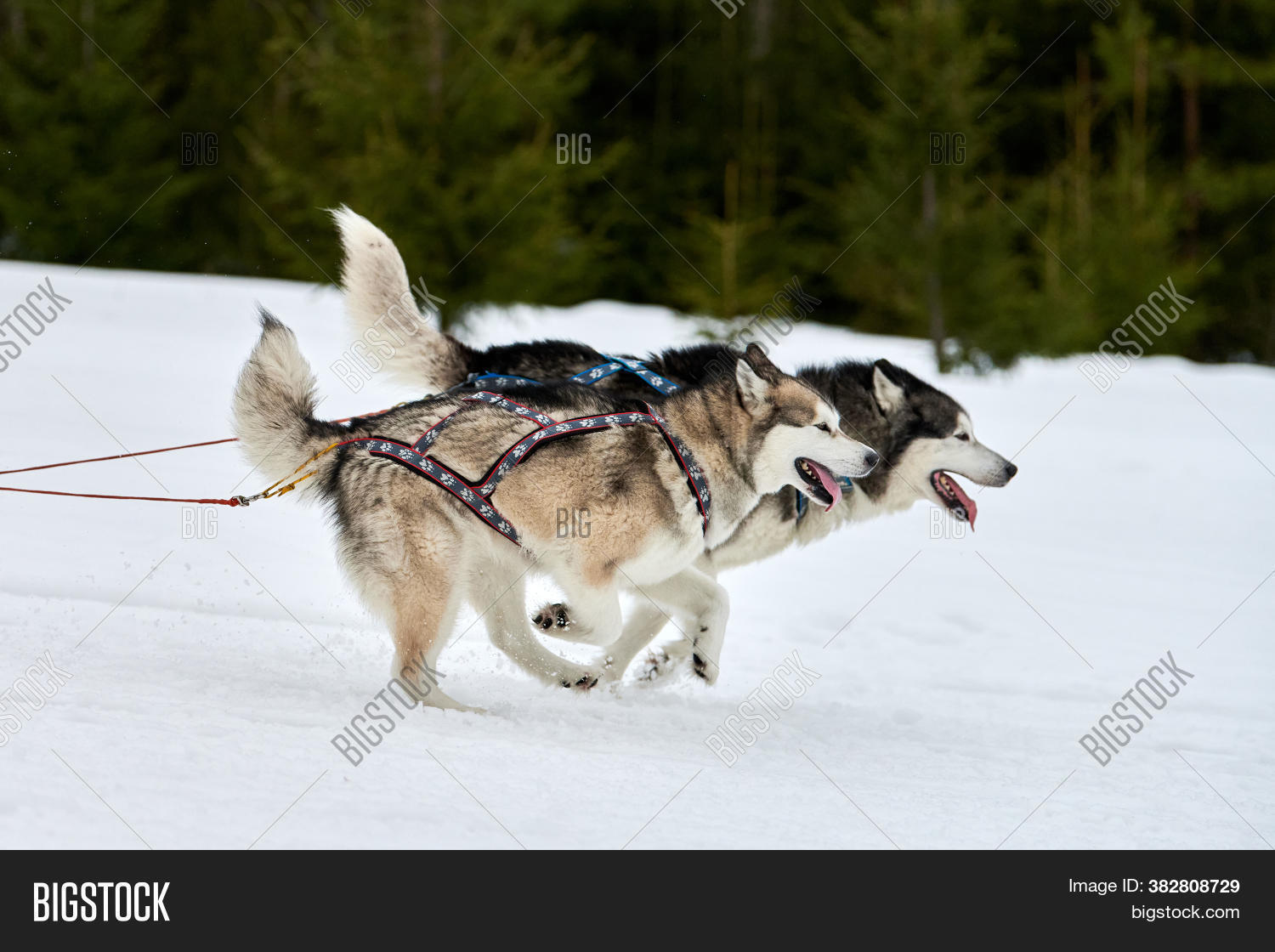Running Husky Dog On Image & Photo (Free Trial) | Bigstock