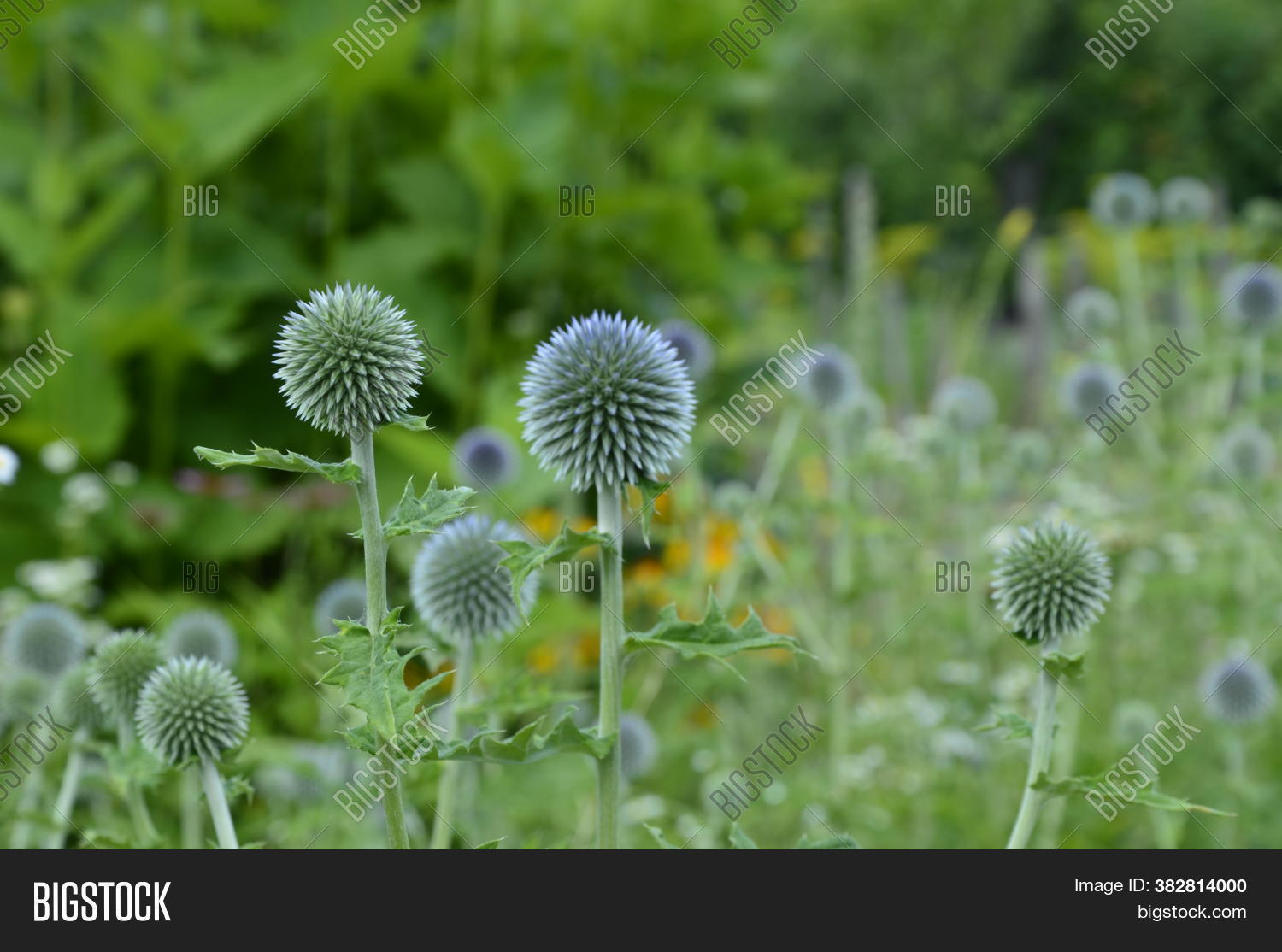 Globe Thistle Image & Photo (Free Trial) | Bigstock