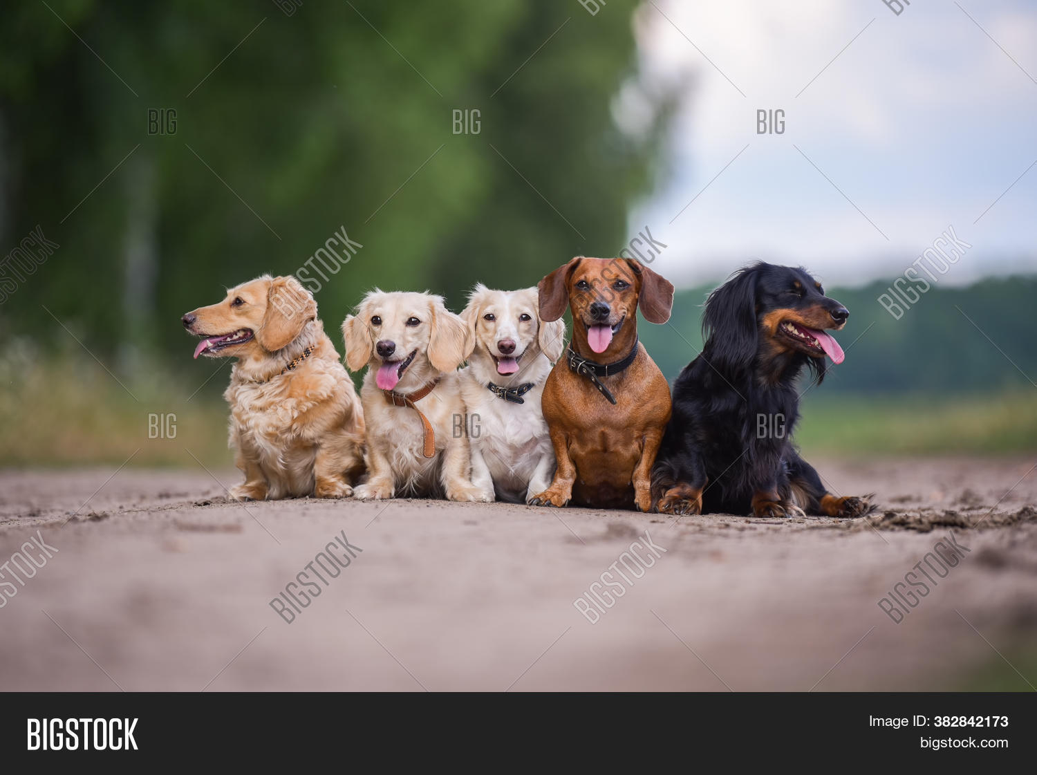 Young Dogs Posing. Image & Photo (Free Trial) | Bigstock