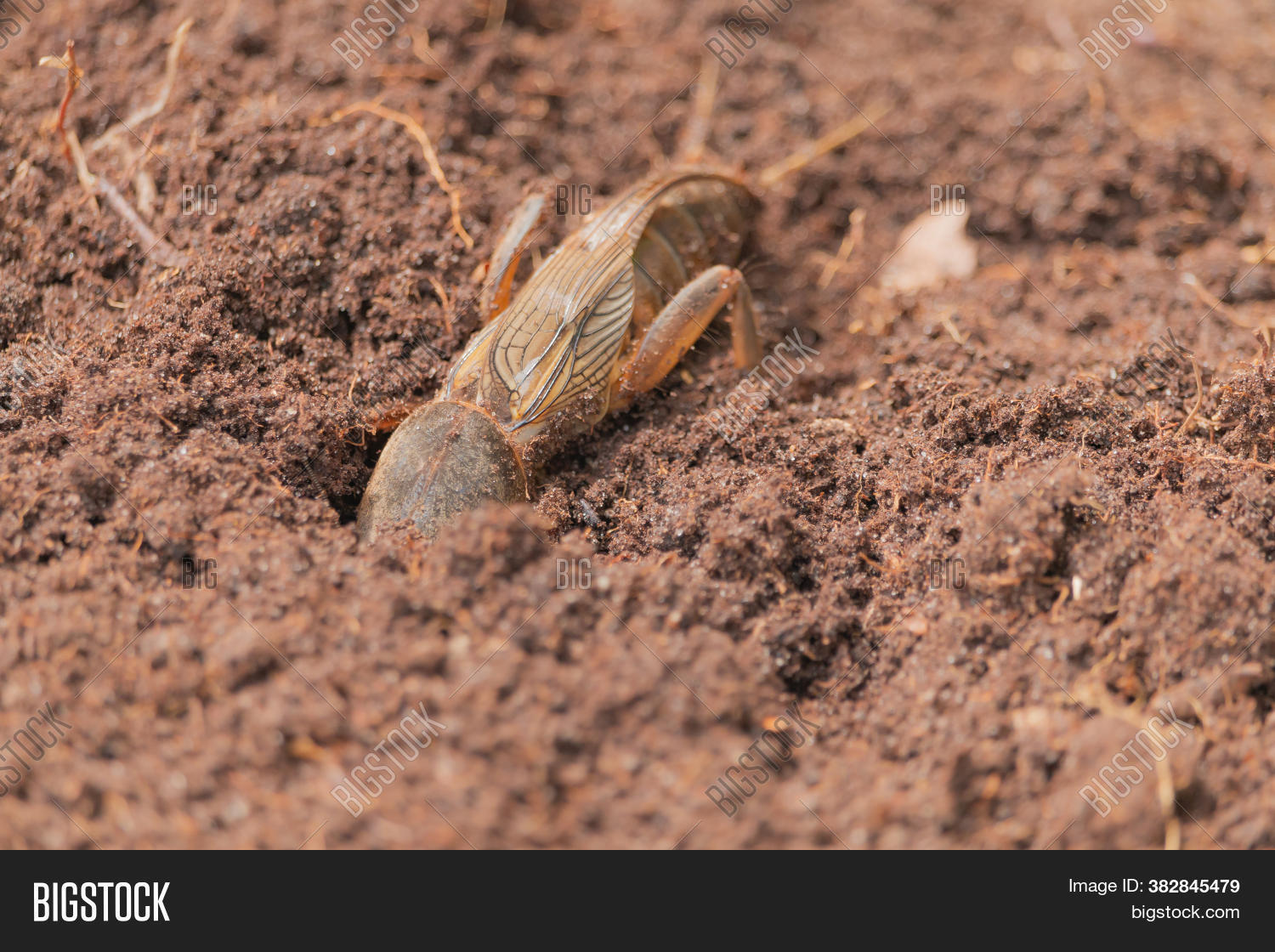 Harmful Insect, Image & Photo (Free Trial) | Bigstock