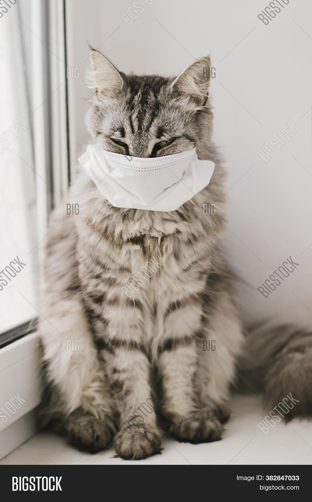 Cat Medical Mask. Image & Photo (Free Trial) | Bigstock