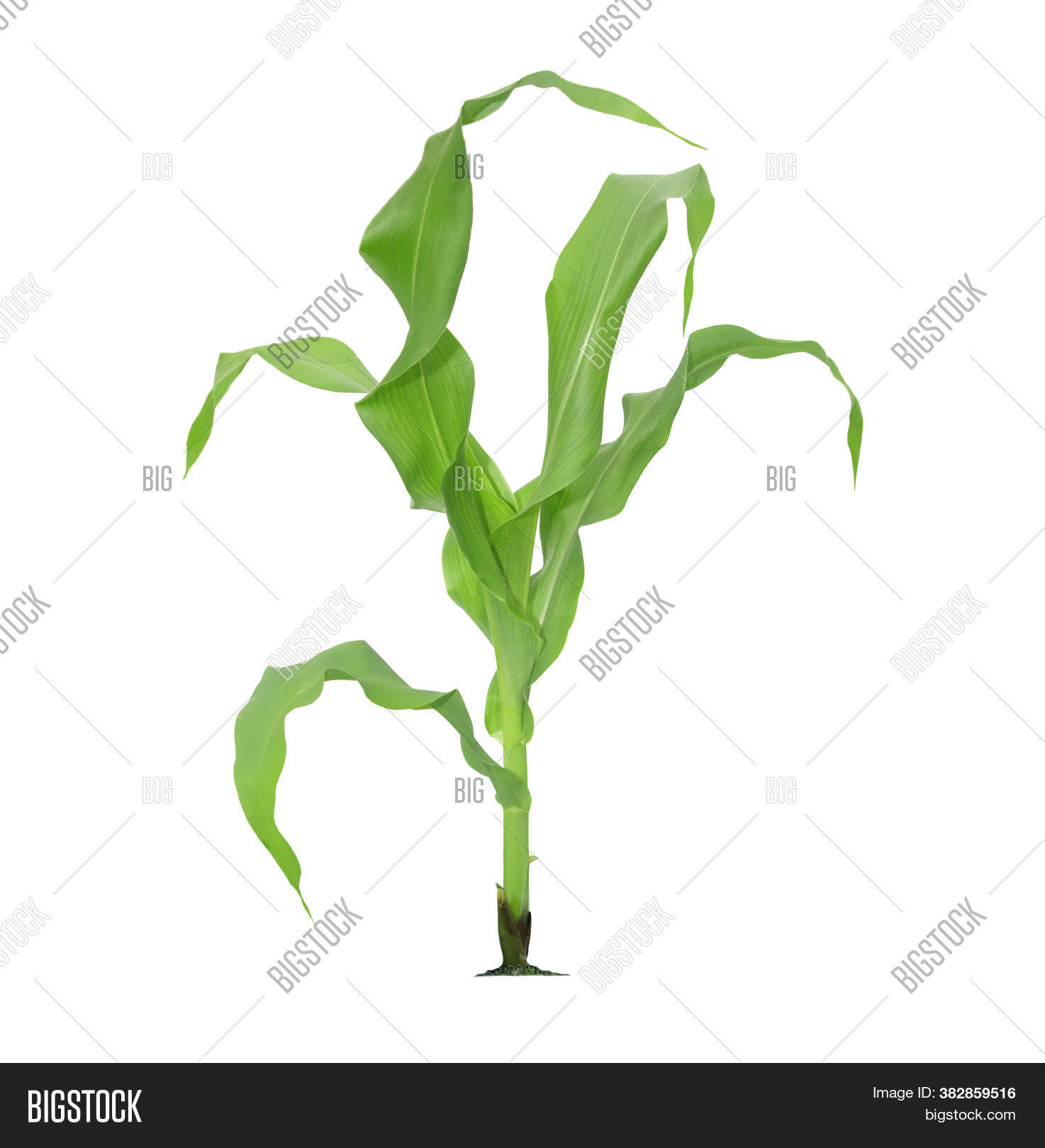 Corn Plant Isolated On Image & Photo (Free Trial) | Bigstock
