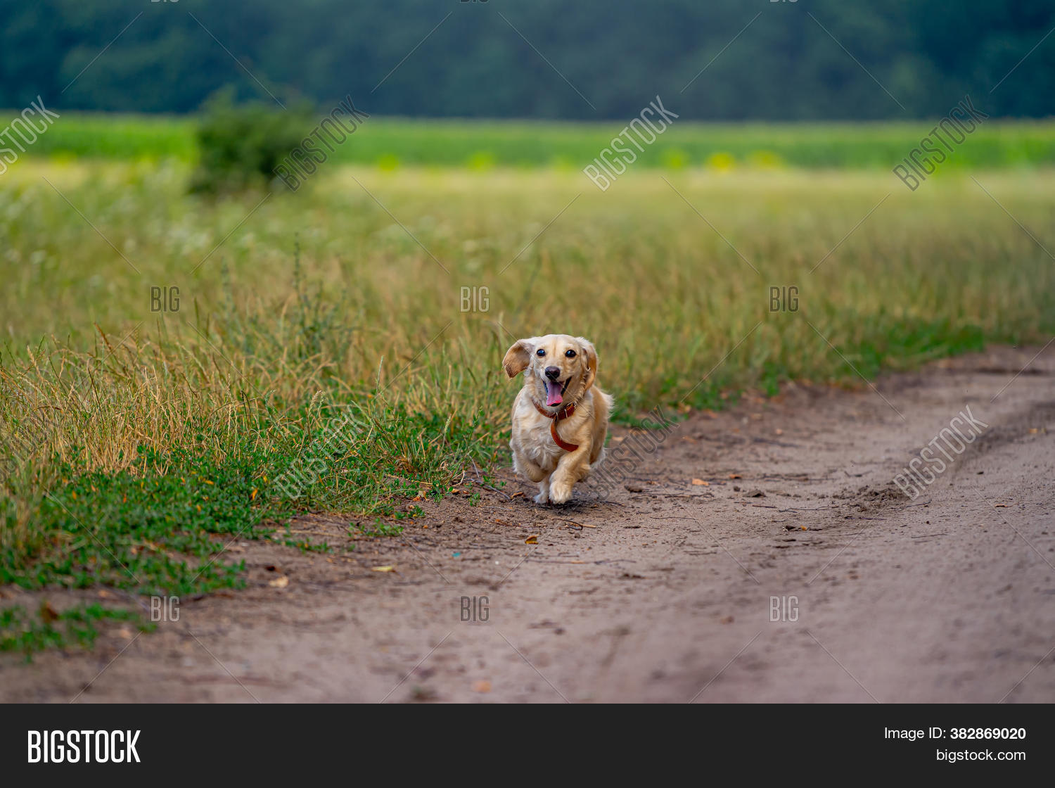 Cute Fluffy Dog Image & Photo (Free Trial) | Bigstock