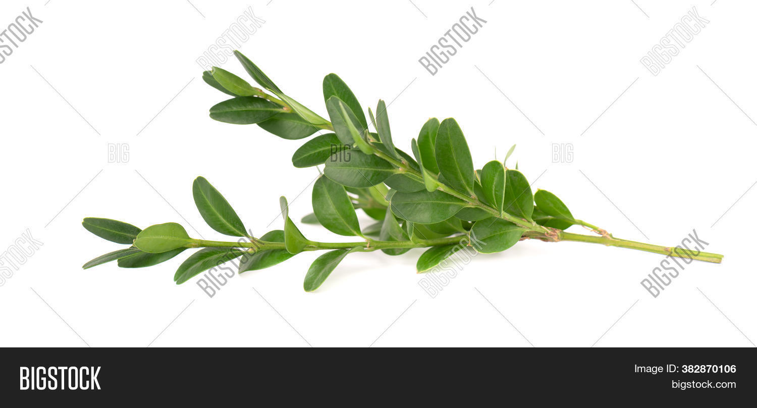 Boxwood Branch Image & Photo (Free Trial) | Bigstock