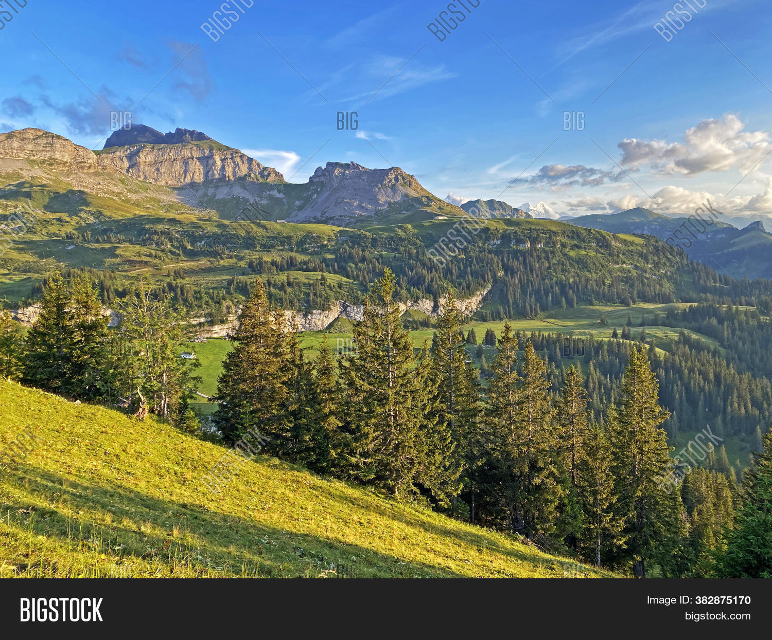 Evergreen Forest Image & Photo (Free Trial) | Bigstock
