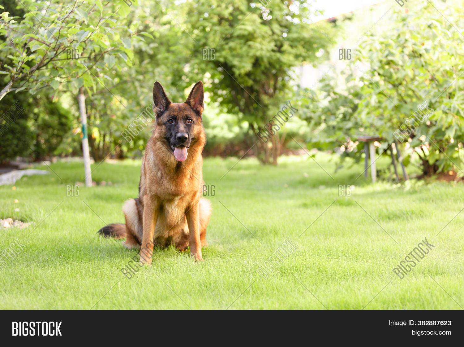 German Shepherd Image & Photo (Free Trial) | Bigstock