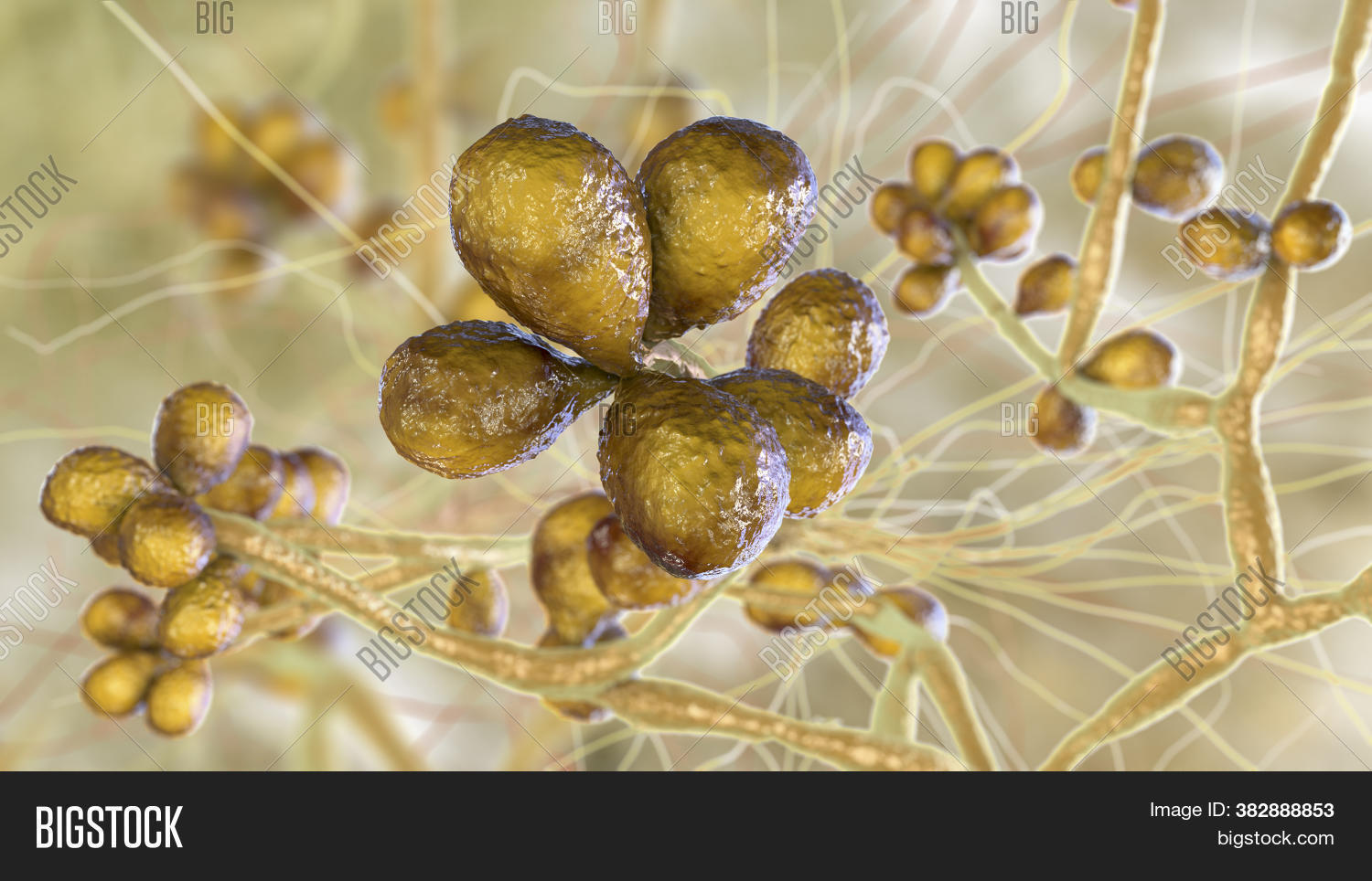 Fungus Sporothrix Image & Photo (Free Trial) | Bigstock