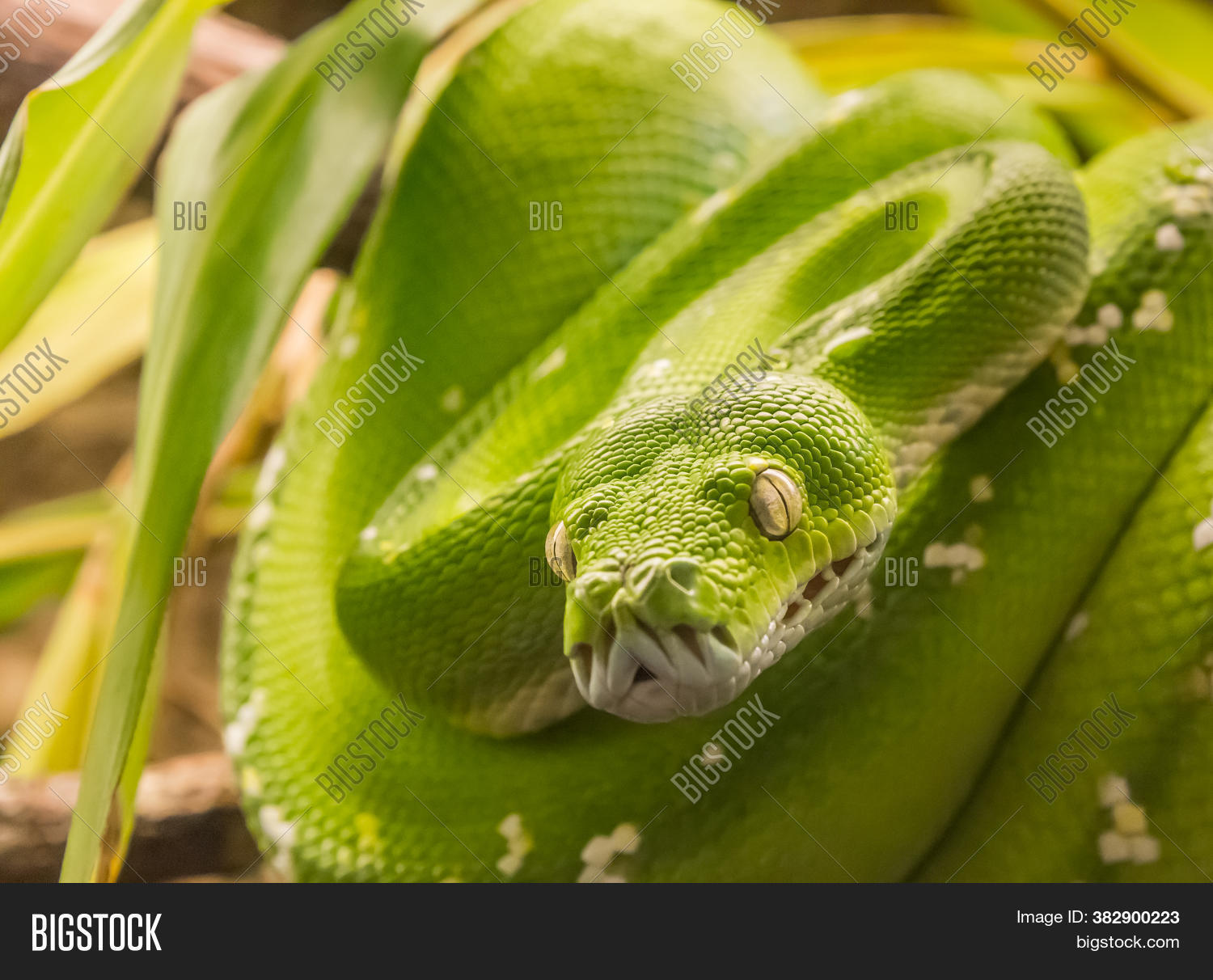 Green Tree Python ( Image & Photo (Free Trial) | Bigstock