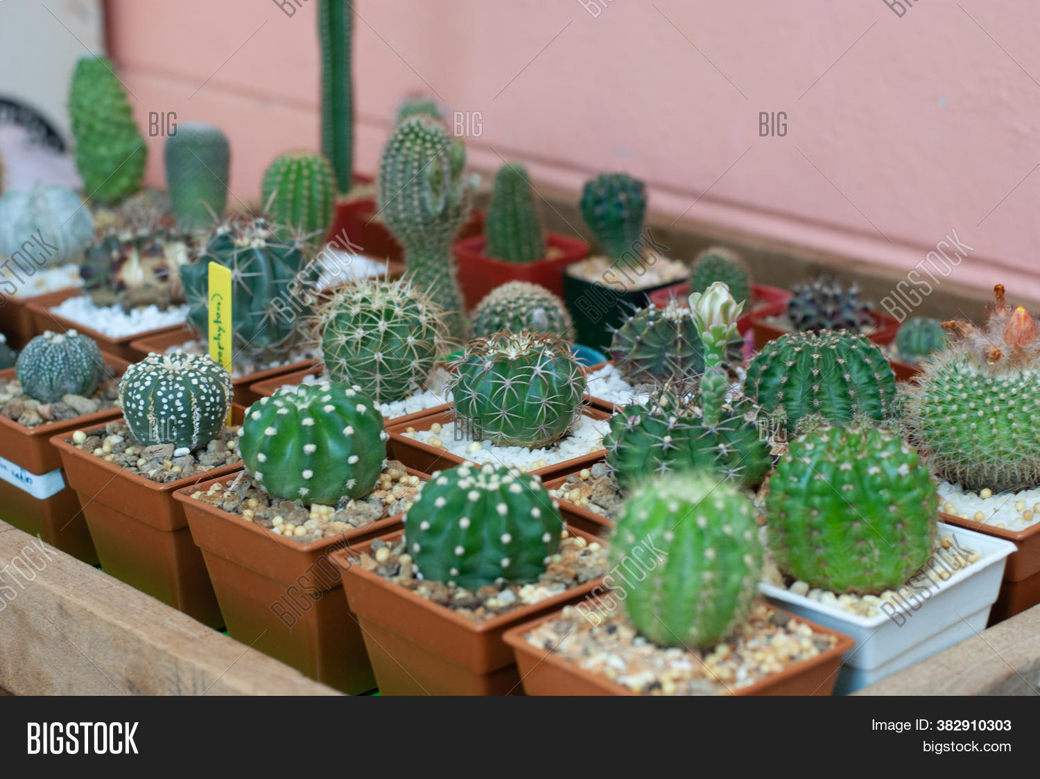 Little Round Cactus Image & Photo (Free Trial) | Bigstock
