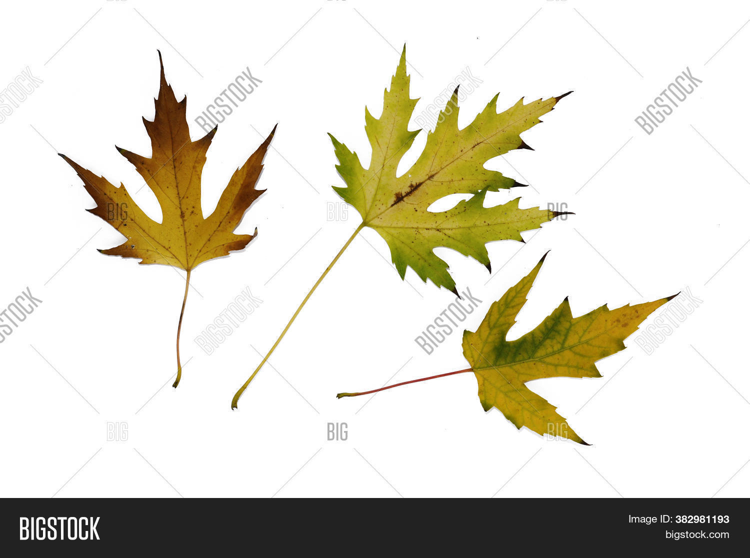 Multi-colored Autumn Image & Photo (Free Trial) | Bigstock