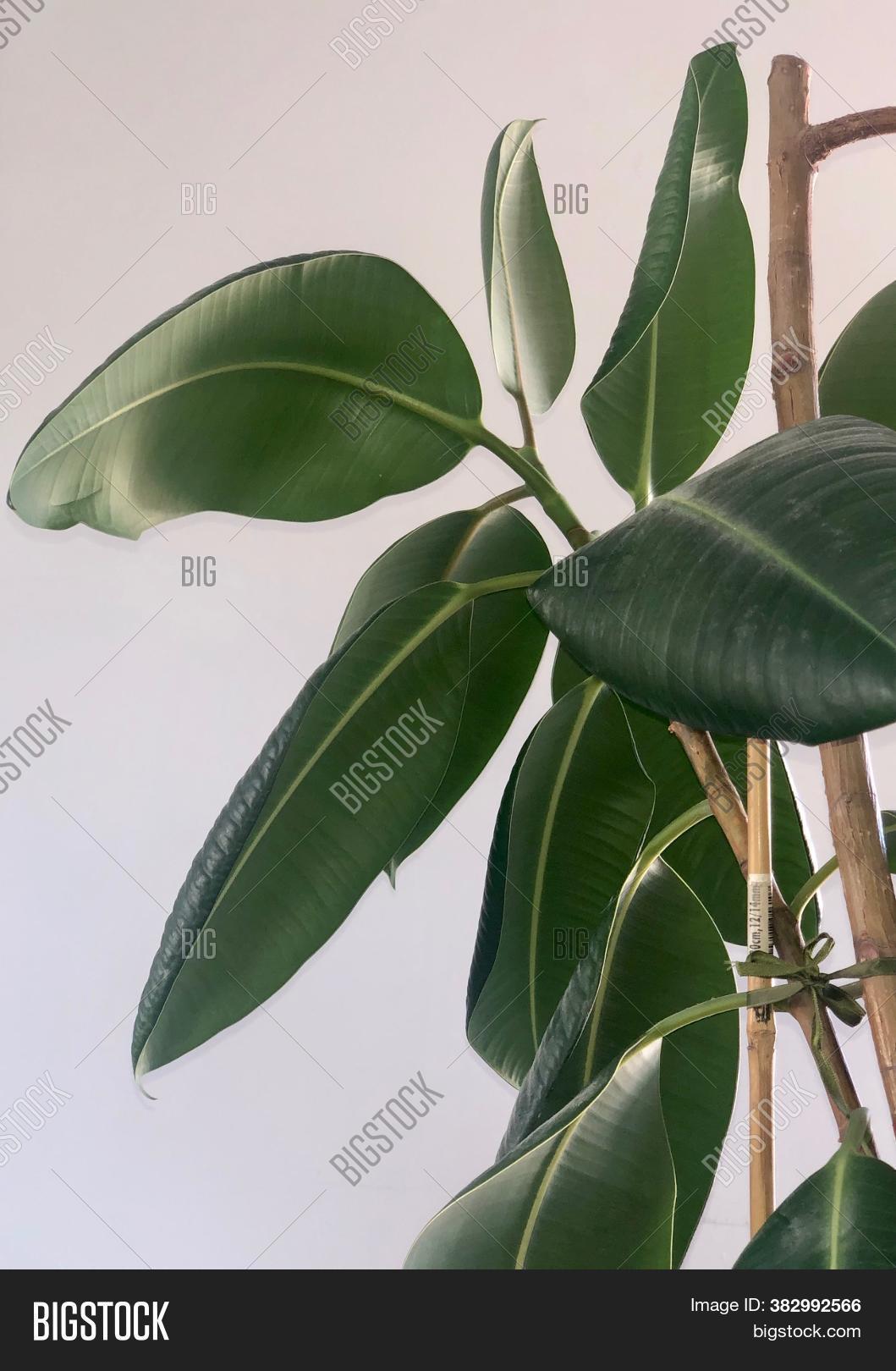 Ficus Large Leaves Image & Photo (Free Trial) | Bigstock