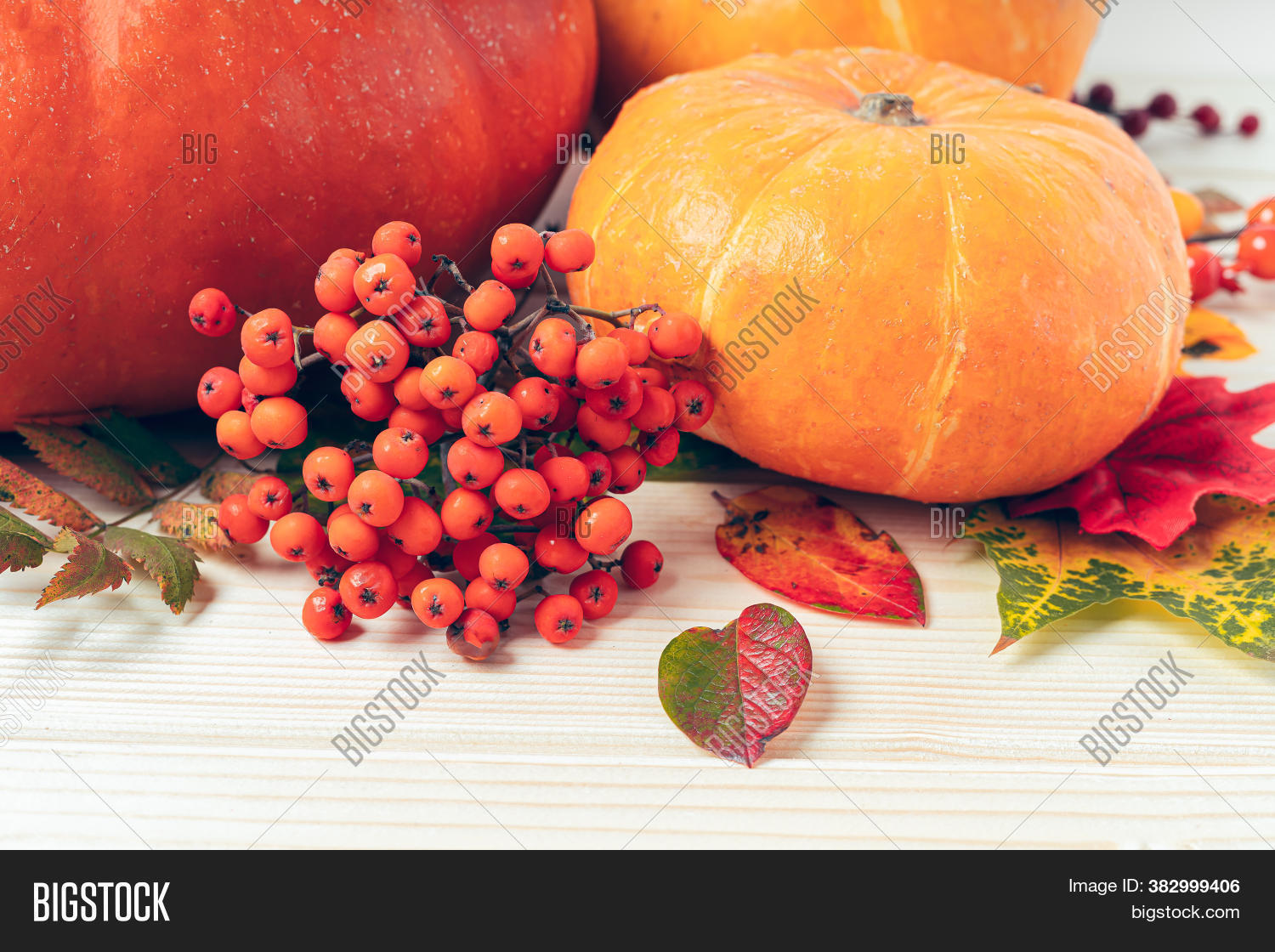 Pumpkins, Berries Image & Photo (Free Trial) | Bigstock