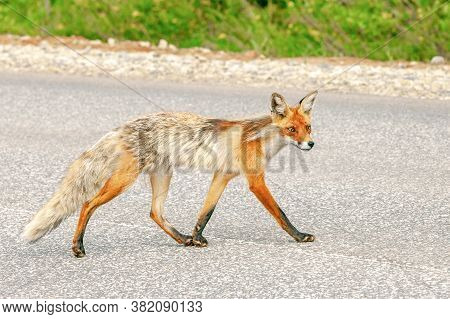 Portrait Red Fox Image & Photo (Free Trial) | Bigstock