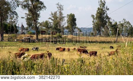 Livestock. Oxen Cows. Image & Photo (Free Trial) | Bigstock