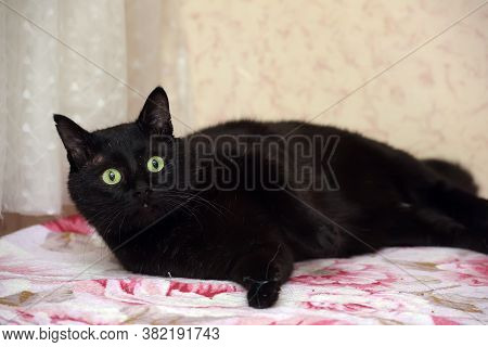 Fat Black Bombay Cat Image & Photo (Free Trial) | Bigstock