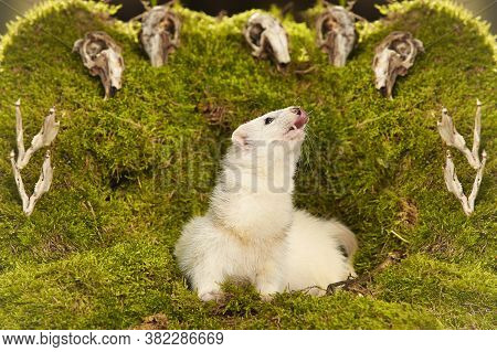 Ferret Posing Hunting Image & Photo (Free Trial) | Bigstock