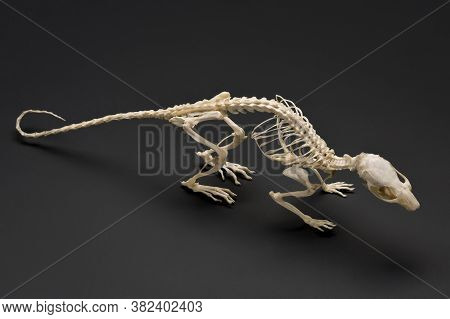 Skeleton Rat. Handbook Image & Photo (Free Trial) | Bigstock