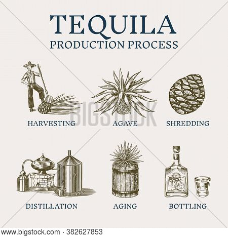 Tequila Production Vector & Photo (Free Trial) | Bigstock