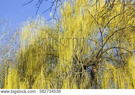Beautiful Willow Tree Image & Photo (Free Trial) | Bigstock