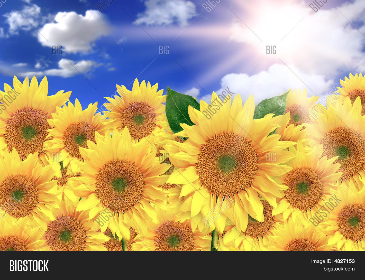Bright Yellow Image & Photo (Free Trial) | Bigstock