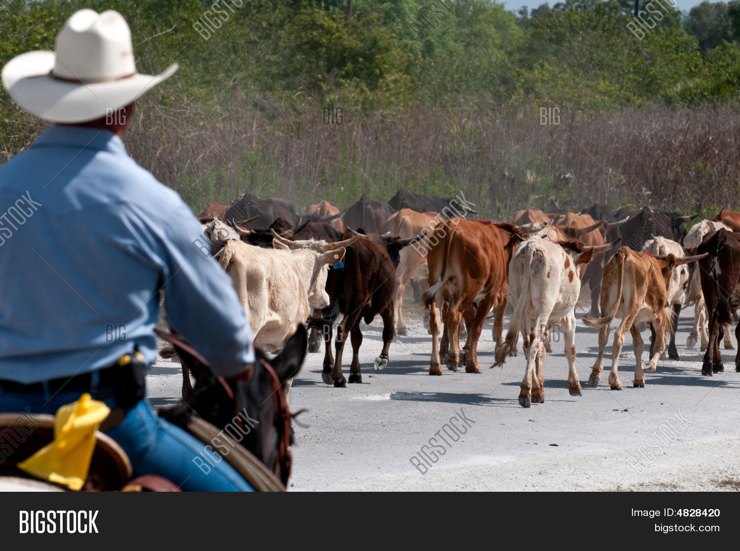 Driving My Cattle Image & Photo (Free Trial) | Bigstock