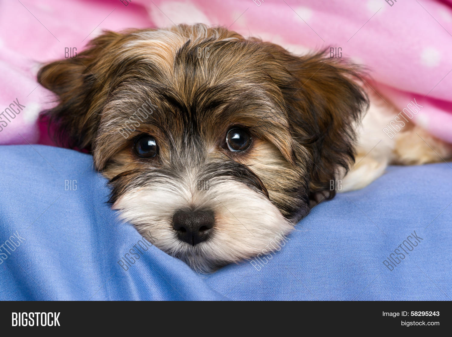 Cute Tricolor Havanese Image & Photo (Free Trial) | Bigstock