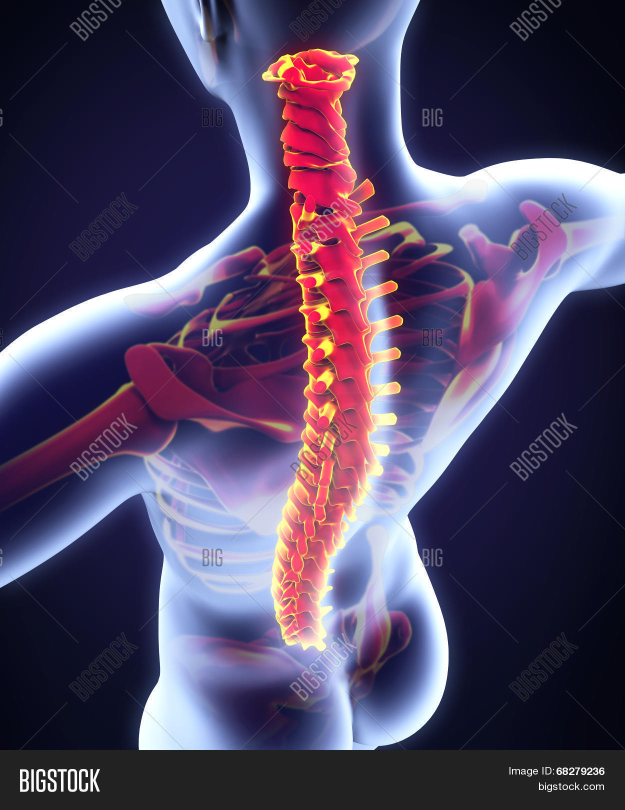 Human Male Spine Image & Photo (Free Trial) | Bigstock