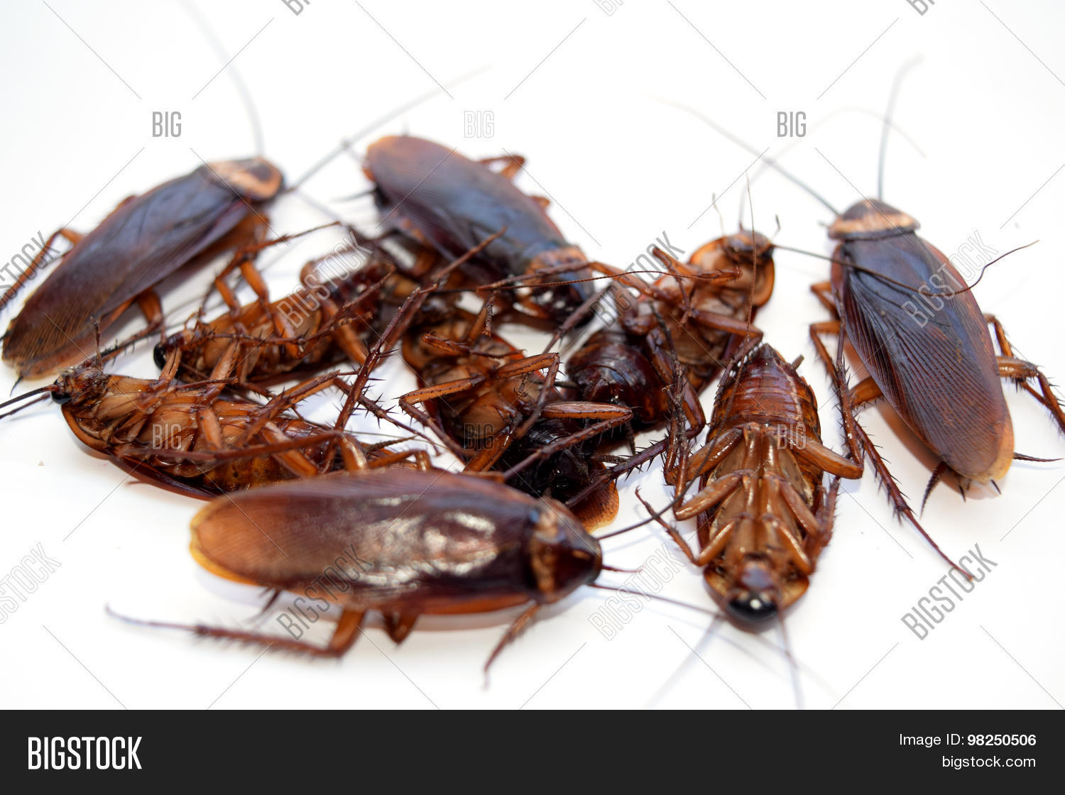 Group Dead Cockroach Image & Photo (Free Trial) | Bigstock