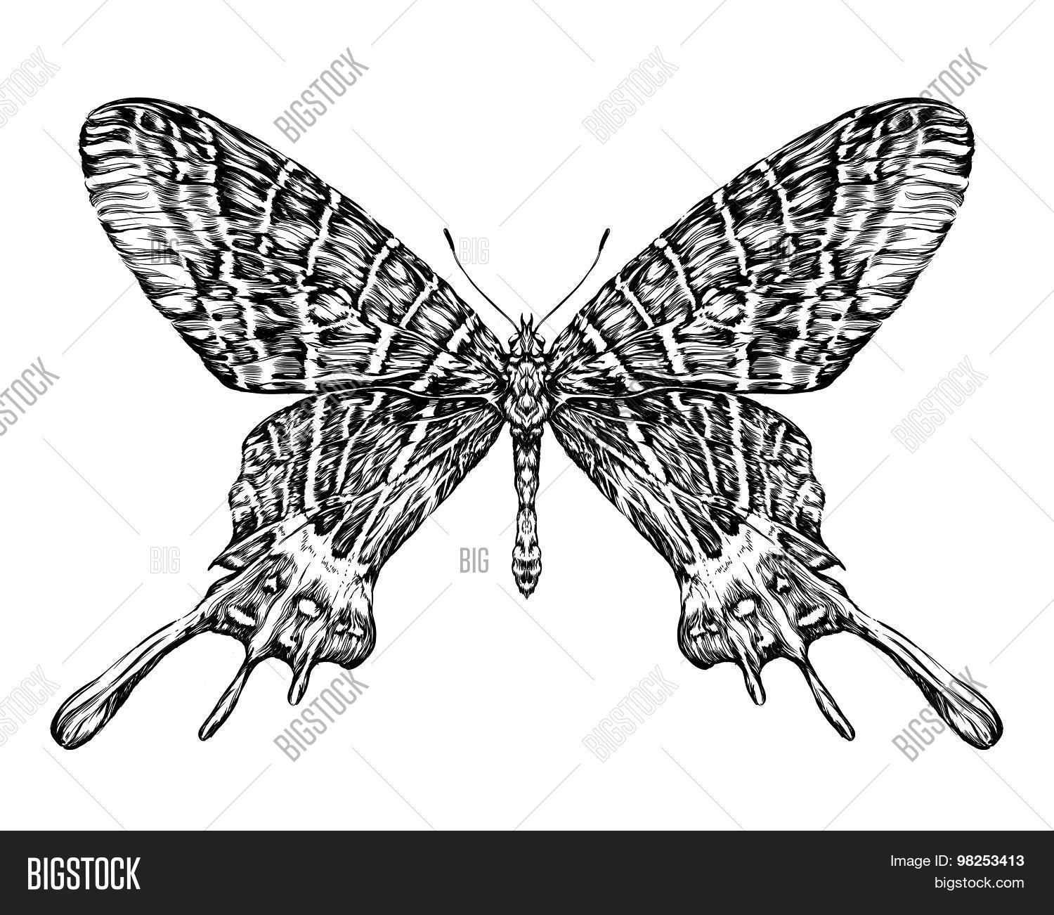 Detailed Realistic Vector & Photo (Free Trial) | Bigstock