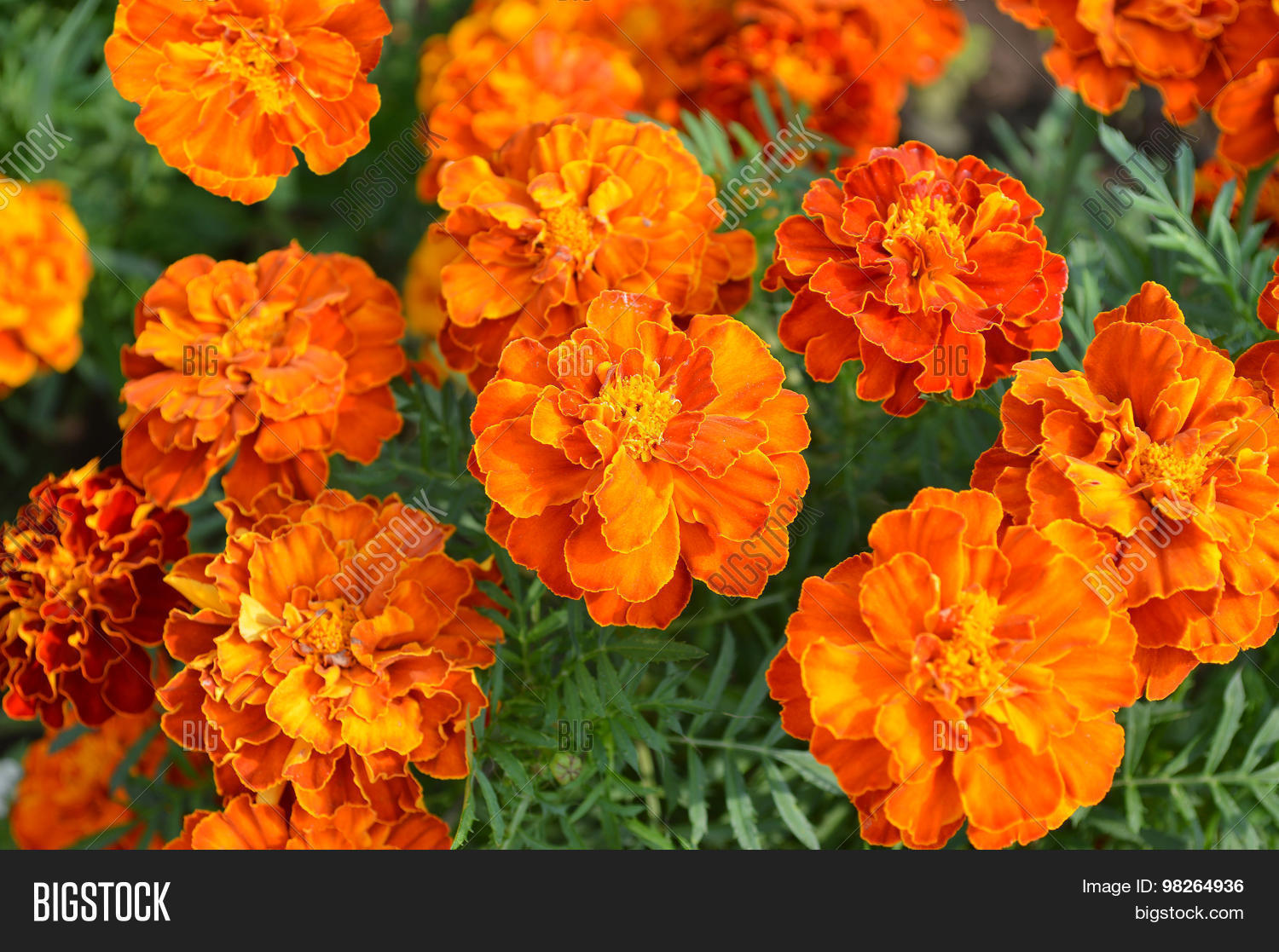 Close Yellow Marigold Image & Photo (Free Trial) | Bigstock