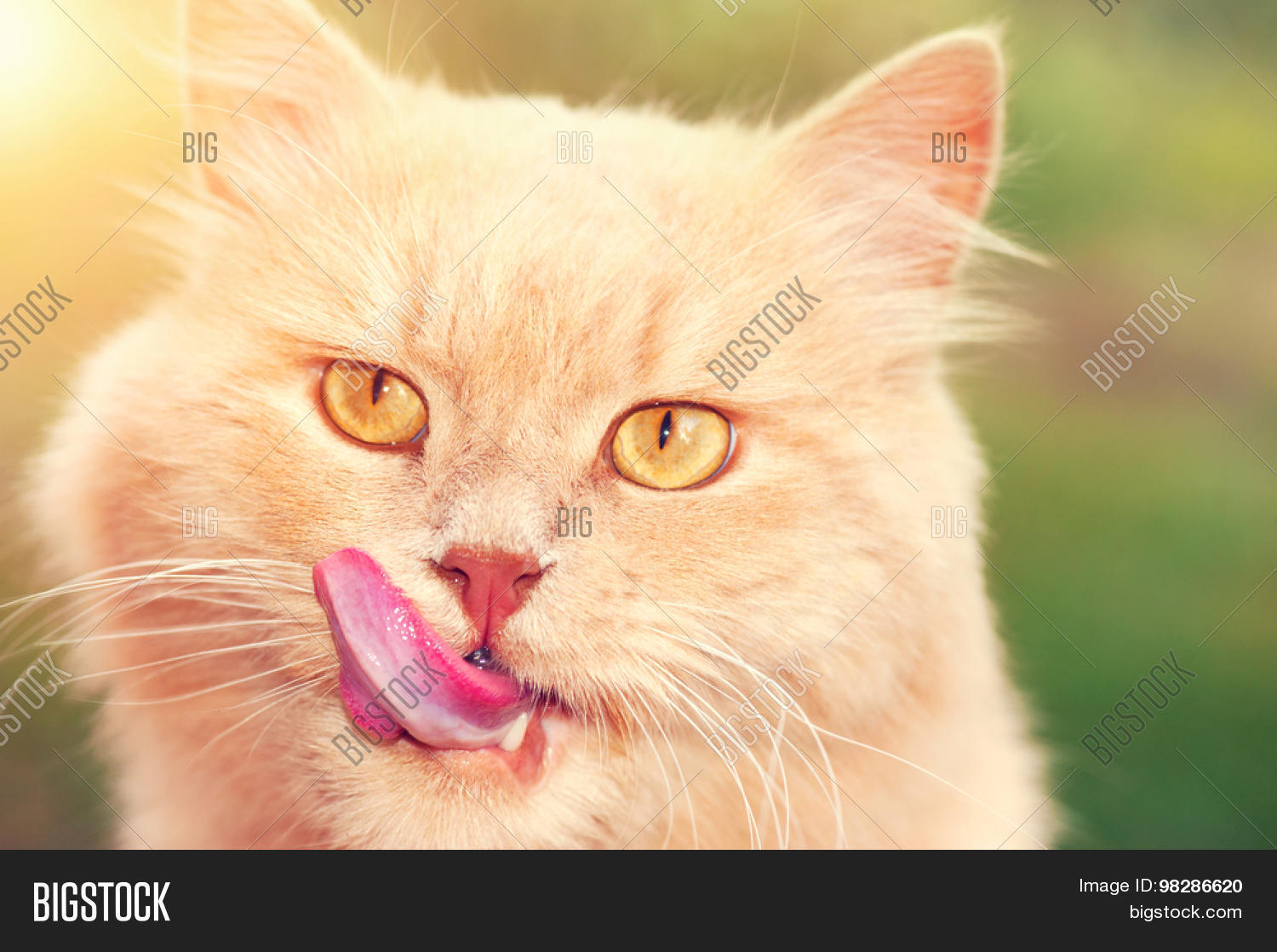 Cat Portrait. Cute Red Image & Photo (Free Trial) | Bigstock