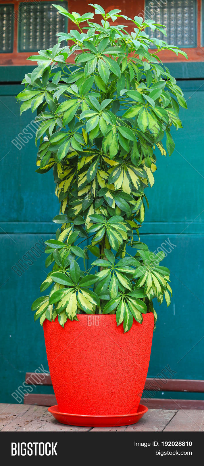 Schefflera Flower Image & Photo (Free Trial) | Bigstock