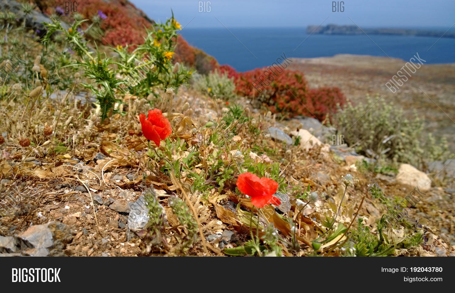 Flowering Two Poppies Image & Photo (Free Trial) | Bigstock