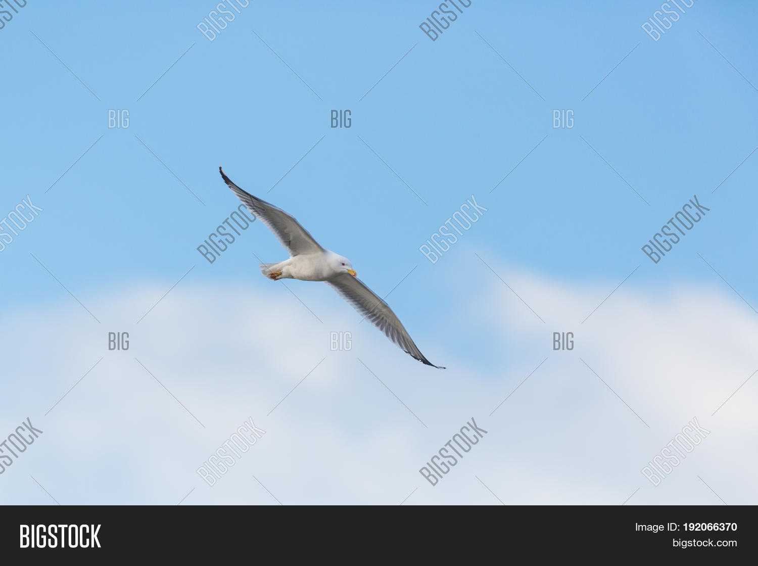 Yellow-legged Gull ( Image & Photo (Free Trial) | Bigstock